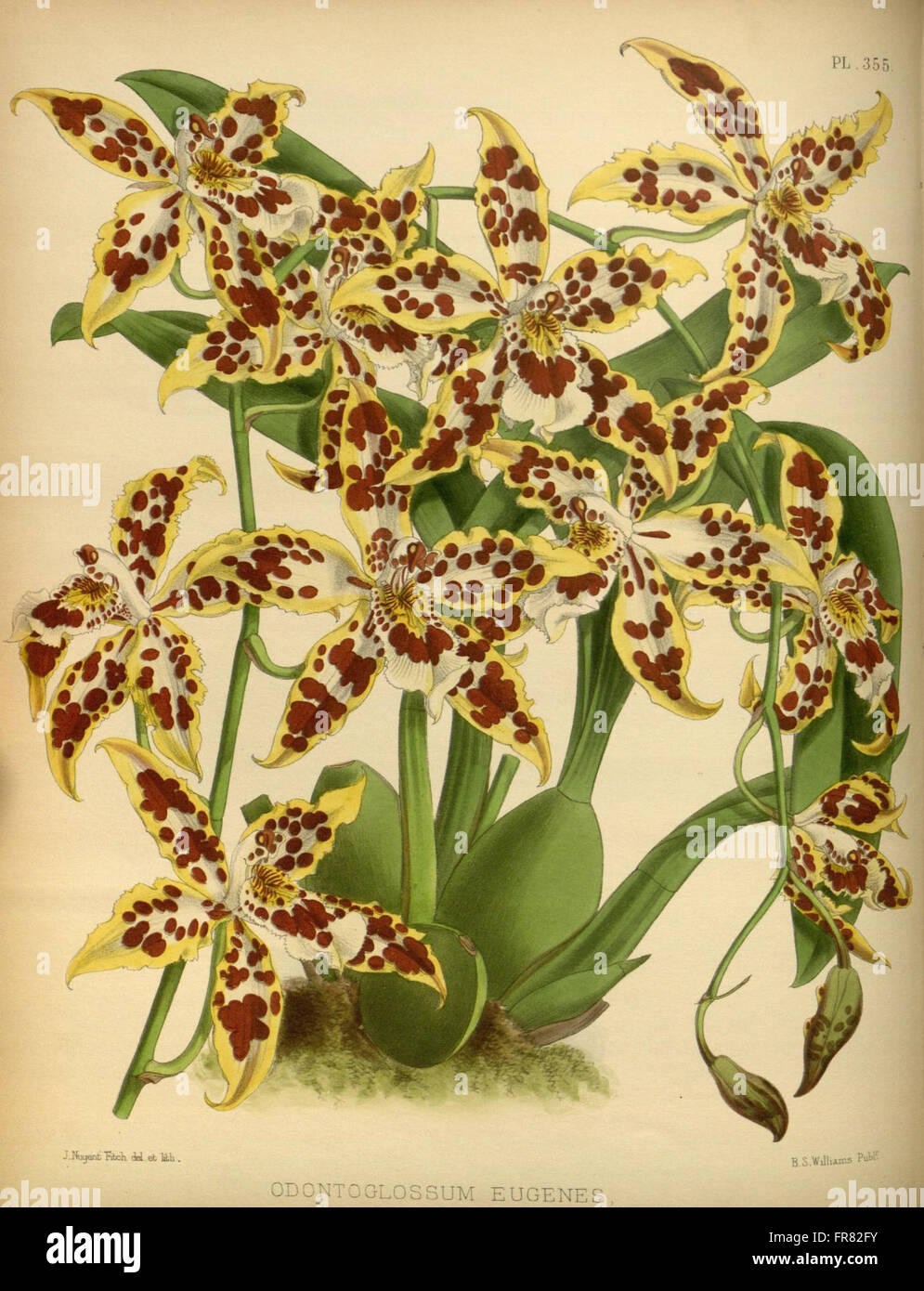 *The Orchid Album* (Volume 08, Pl.) features detailed illustrations and ...
