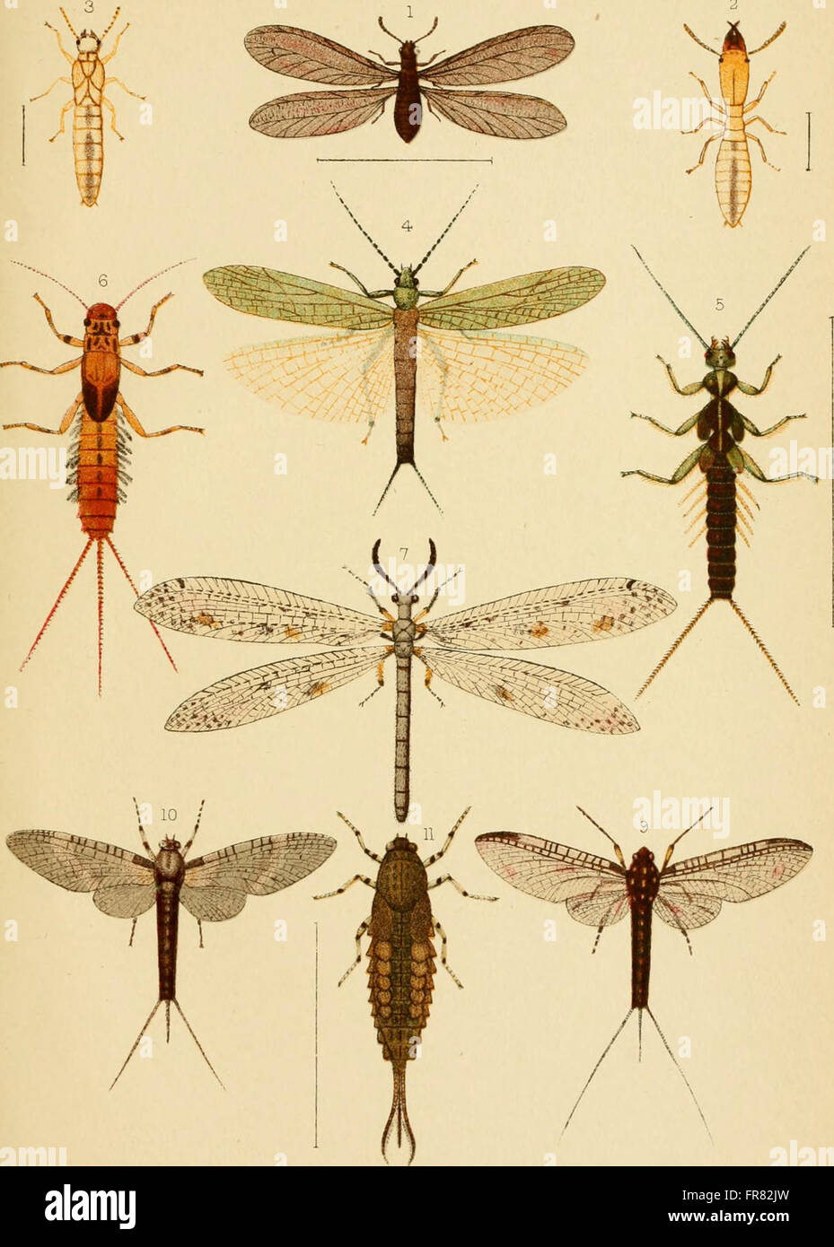 New Zealand Neuroptera - a popular introduction to the life-histories ...
