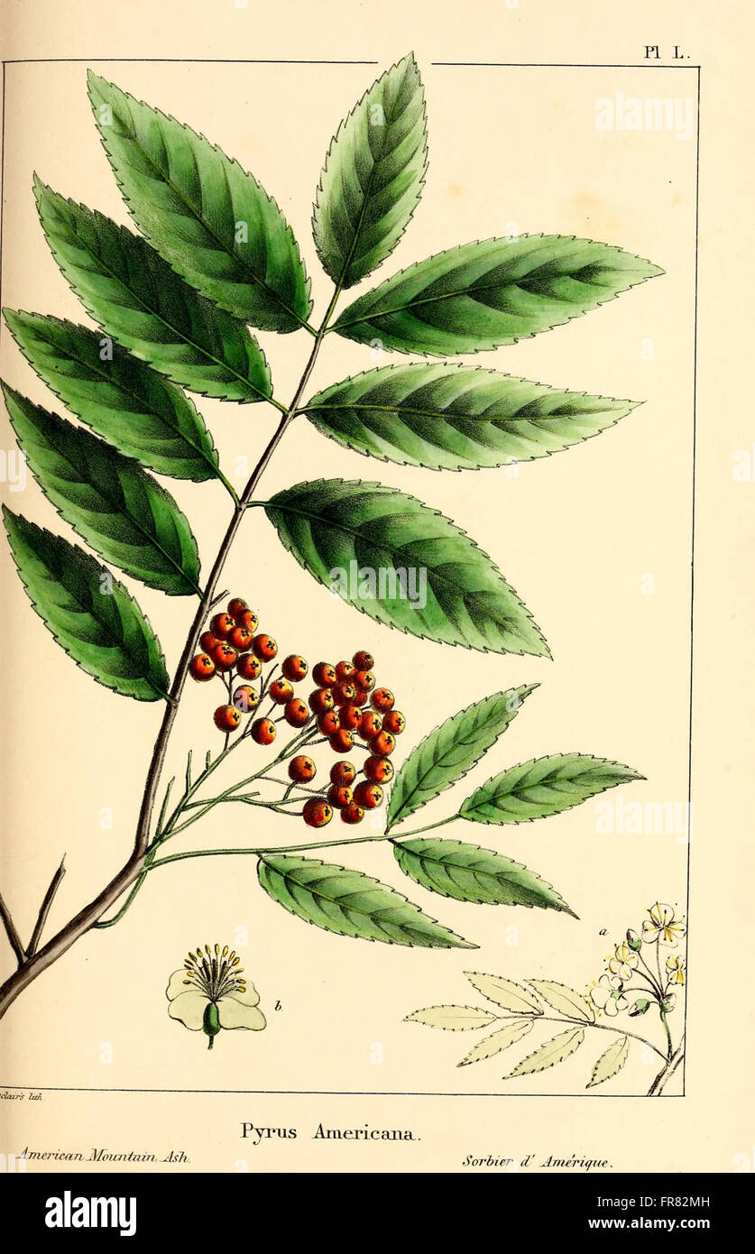 'The North American Sylva' is a detailed work on the trees of North ...