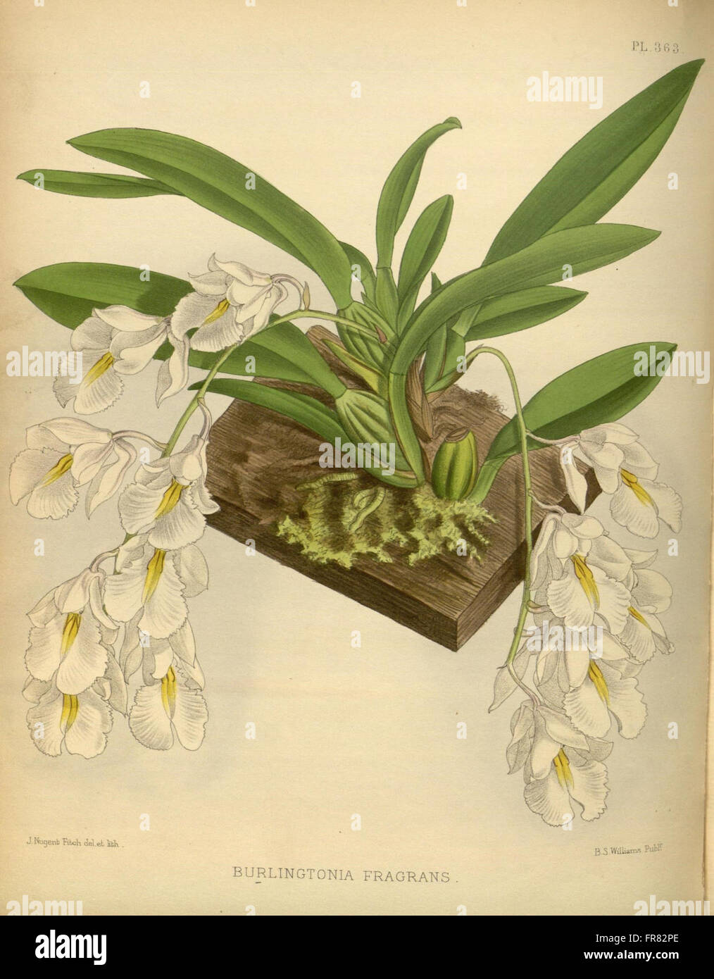 R. Warner & B.S. Williams - The Orchid Album - volume 08 - pla Stock ...