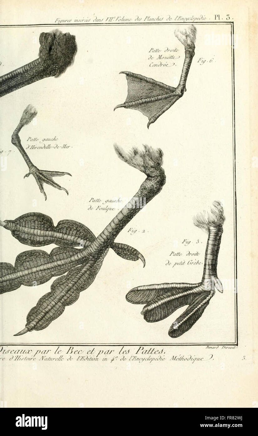 A detailed encyclopaedic work illustrating the three kingdoms of nature ...