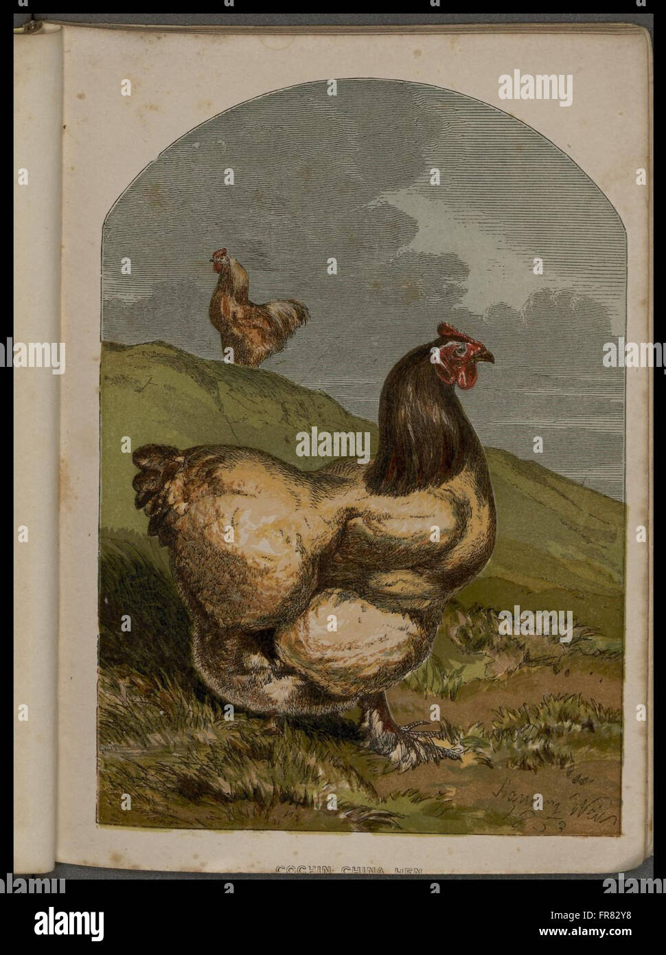 'Profitable Poultry' focuses on the raising of chickens and other ...