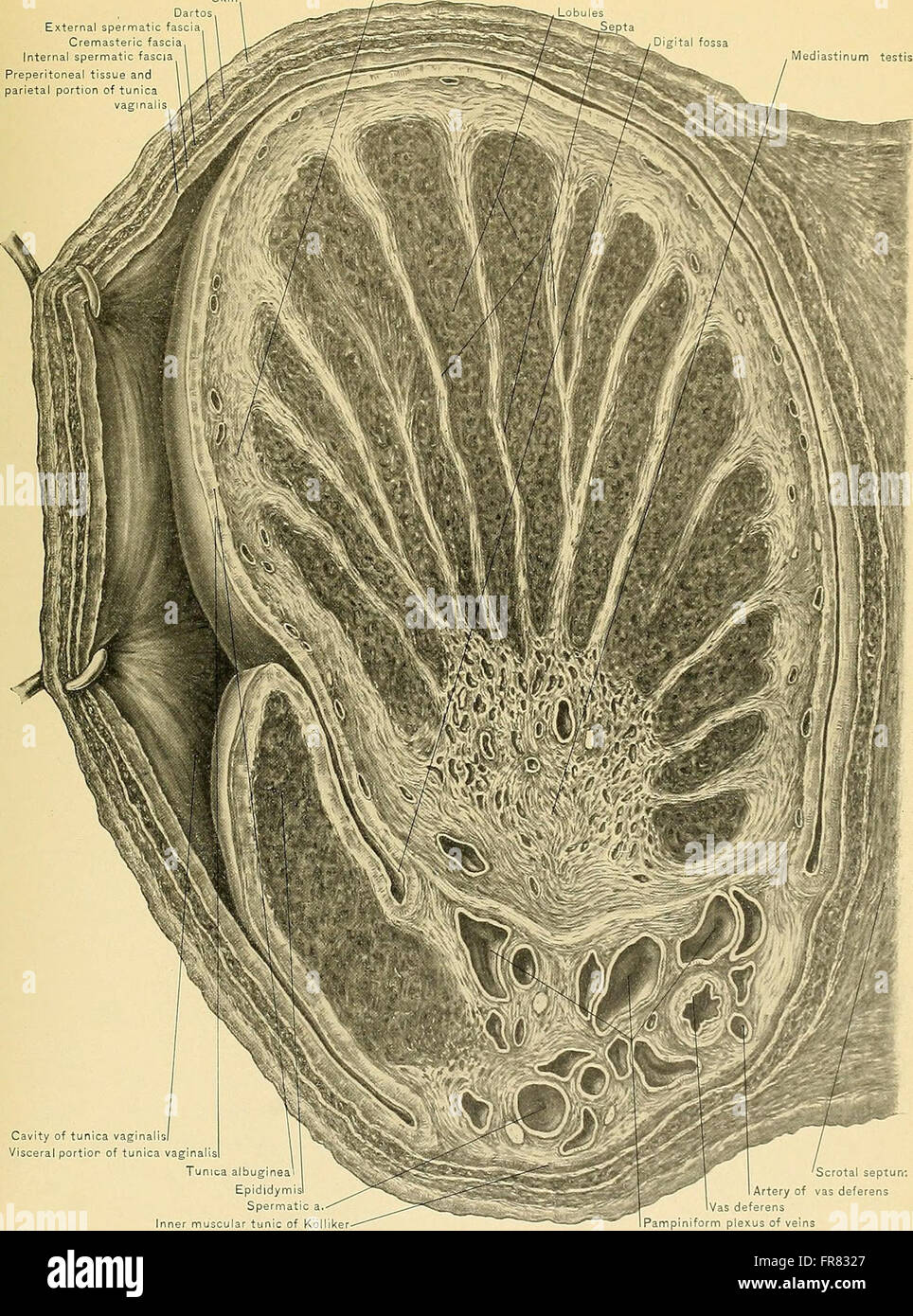 Detailed anatomical examination serves hi-res stock photography and ...