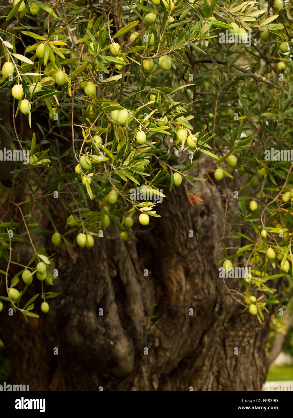 Fresh olive branch hi-res stock photography and images - Alamy