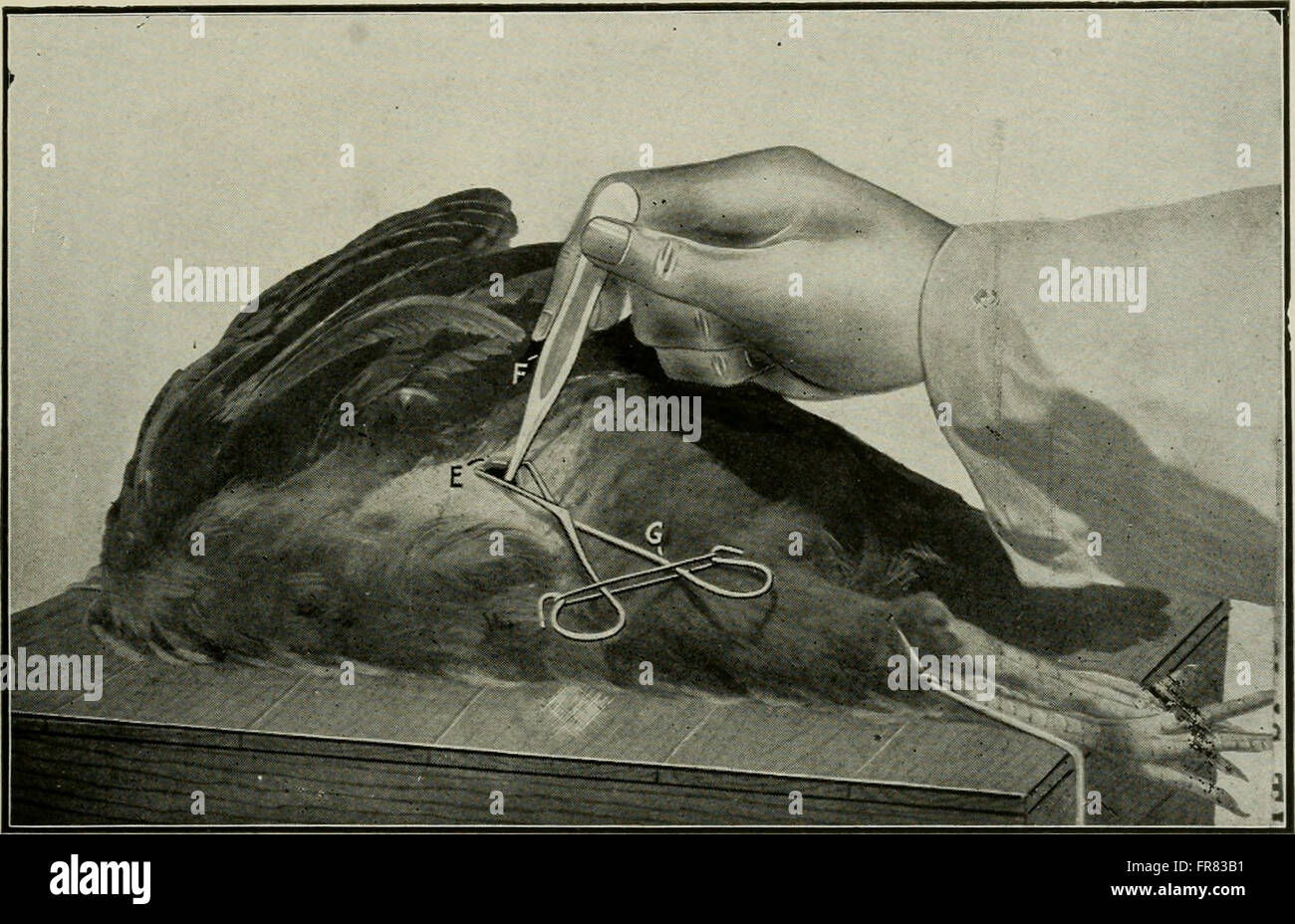 'Animal Castration' (1920) serves as a guide for students and ...
