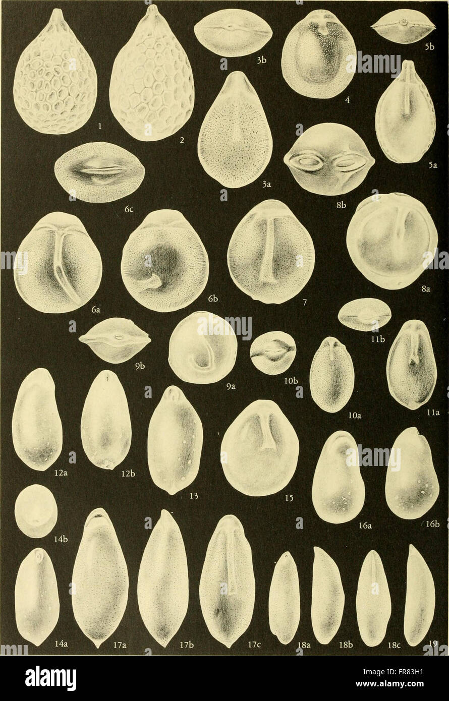 The *Smithsonian Miscellaneous Collections* (1955) compiles various ...