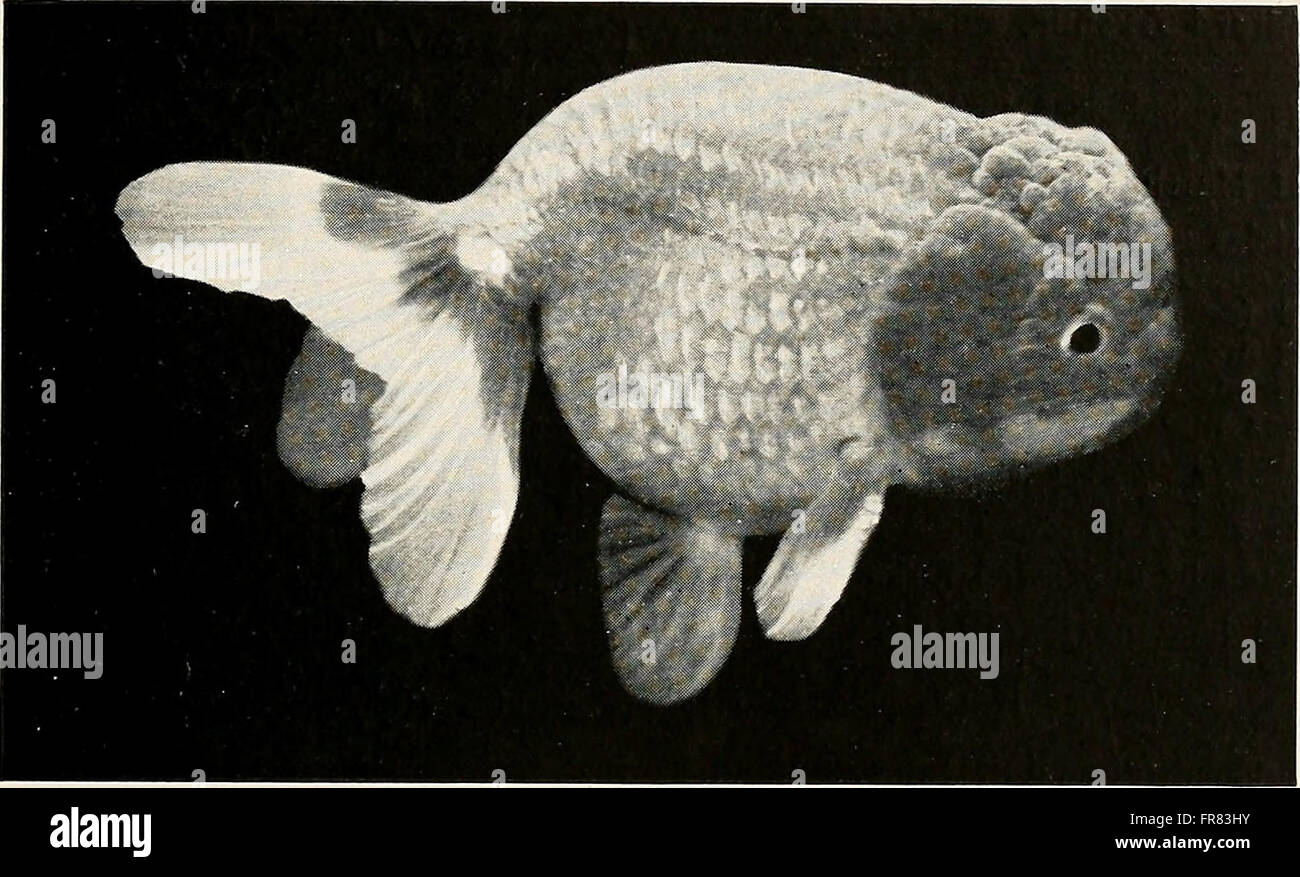 Series of detailed depictions of various fish species hi-res stock ...