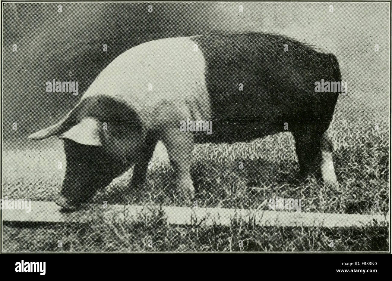 'Southern Pork Production' (1918) focuses on the practices and methods ...