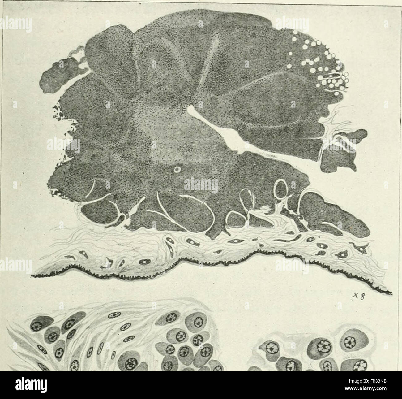 A scholarly journal dedicated to dermatology, first published in 1888 ...