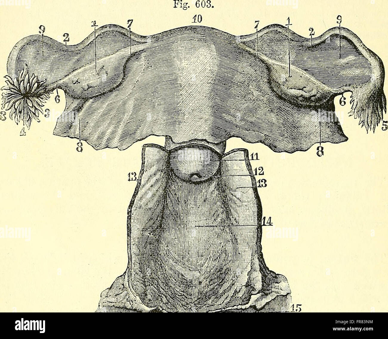 Quains anatomy hi-res stock photography and images - Alamy