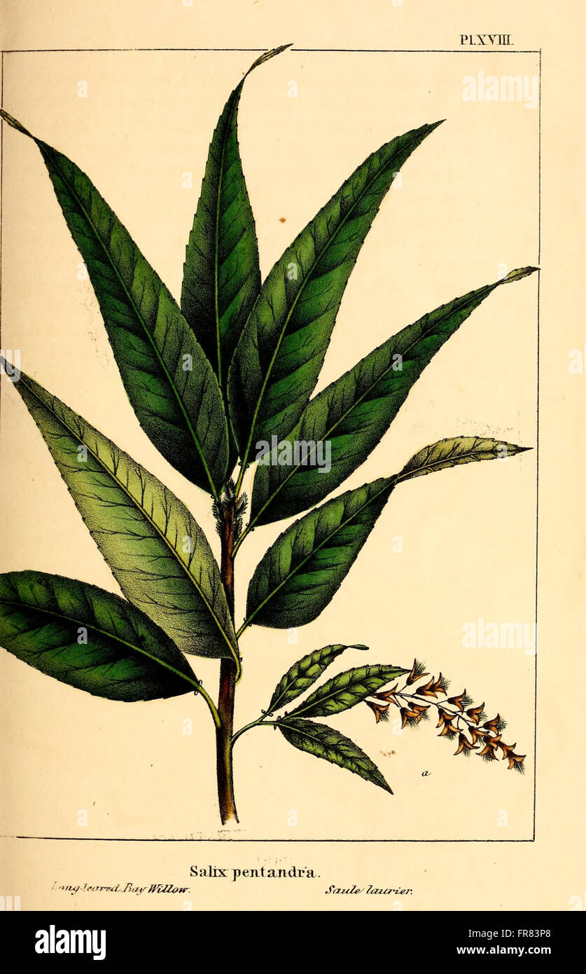 'The North American Sylva' is a comprehensive guide to the trees of ...