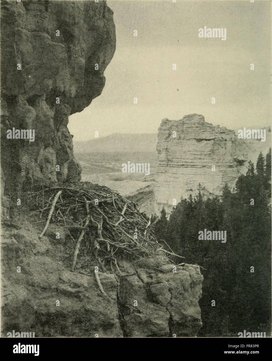 'The American Museum Journal' (1900-1918) presents groundbreaking ...