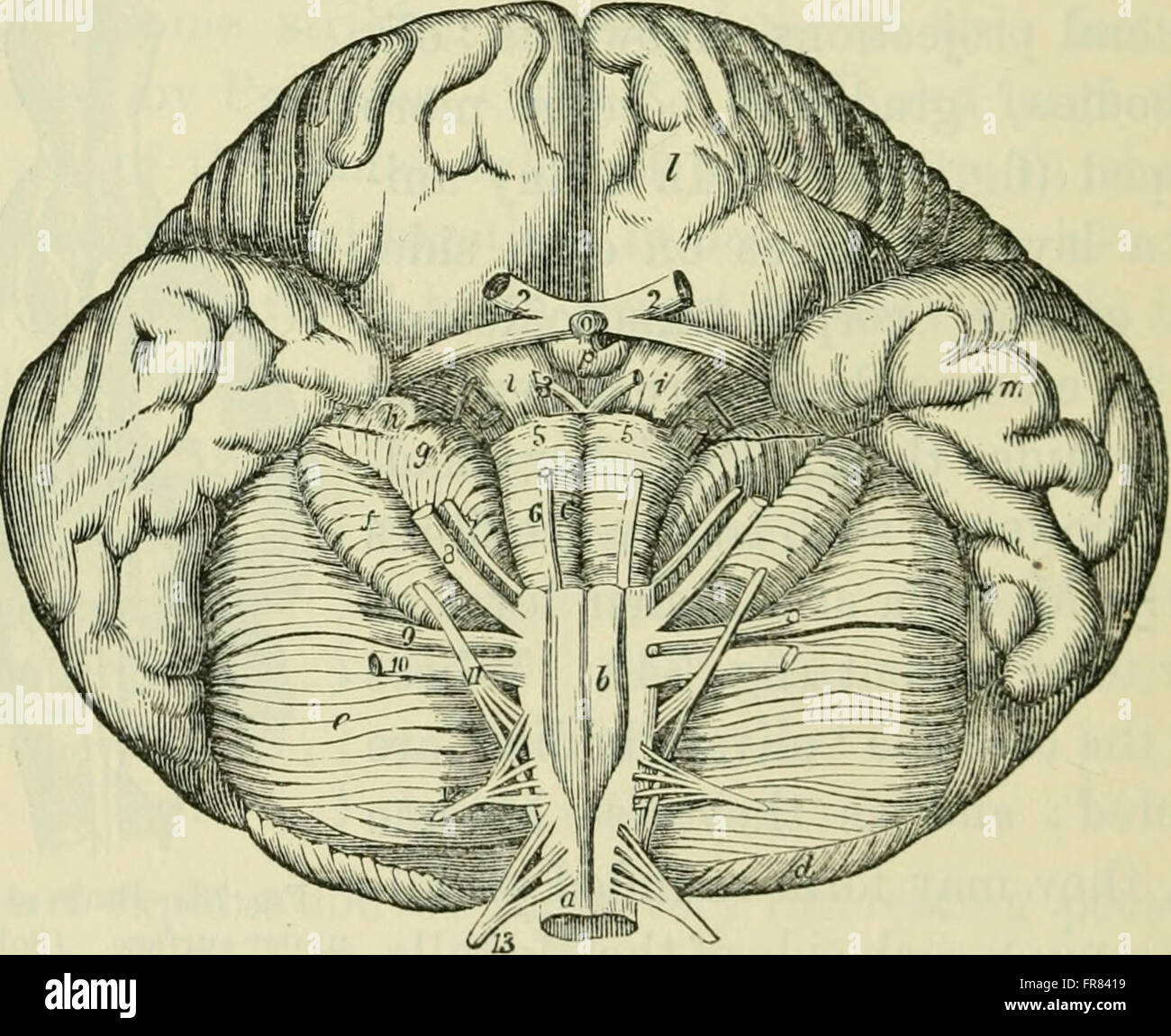 This 1896 work explores the brain’s role in consciousness, cognition ...