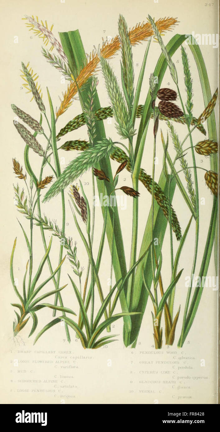 The British grasses and sedges (Pl. 10 Stock Photo - Alamy