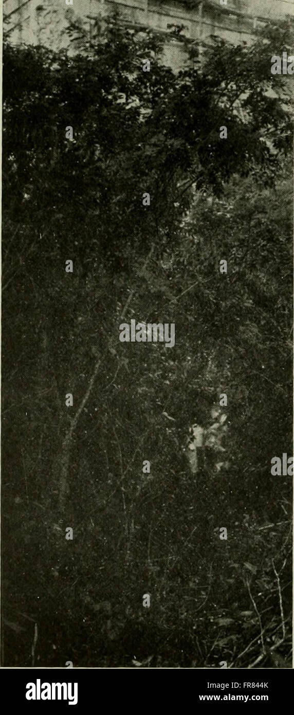 The American Museum Journal, published between c.1900 and 1918 ...