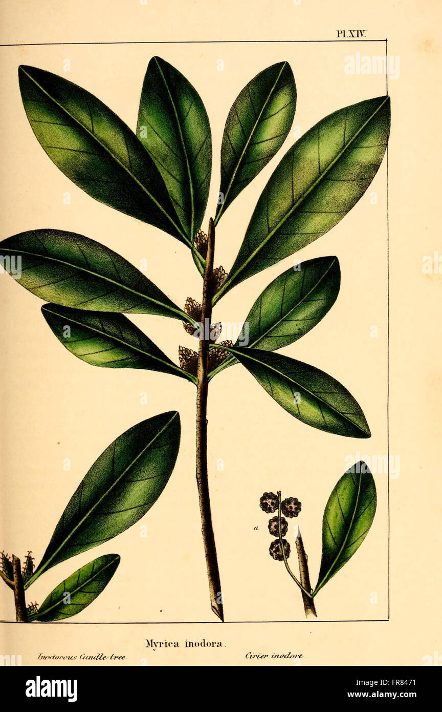 A plate from the 'North American Sylva' series, illustrating tree ...