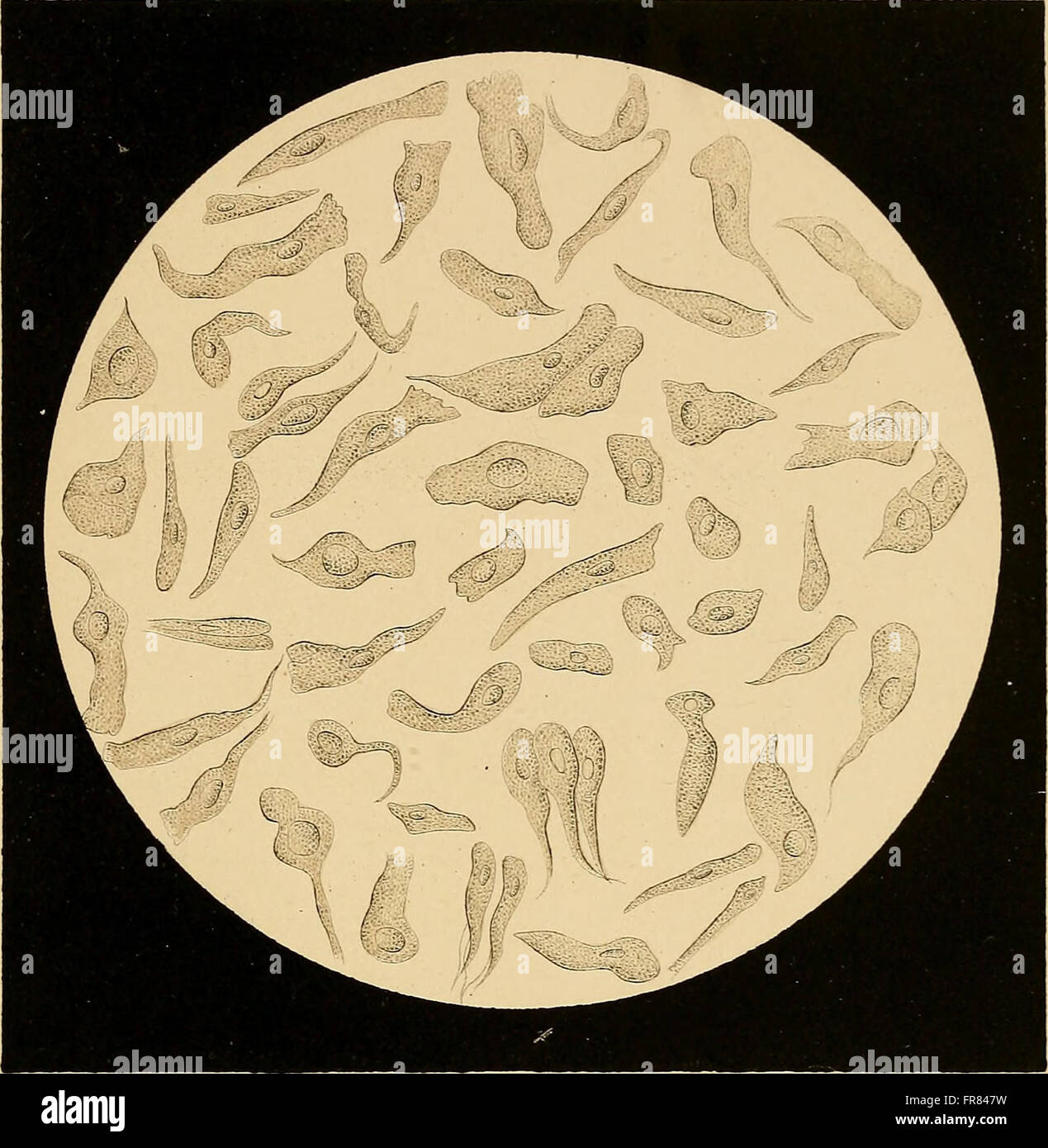 An atlas of clinical microscopy (1885 Stock Photo - Alamy