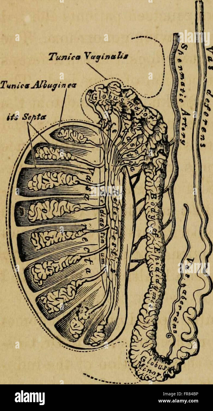 The Pathology and treatment of venereal diseases (electronic resource ...