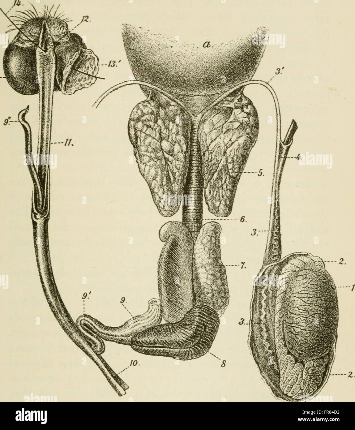 'The Breeding of Animals' (1917) explores the principles and practices ...