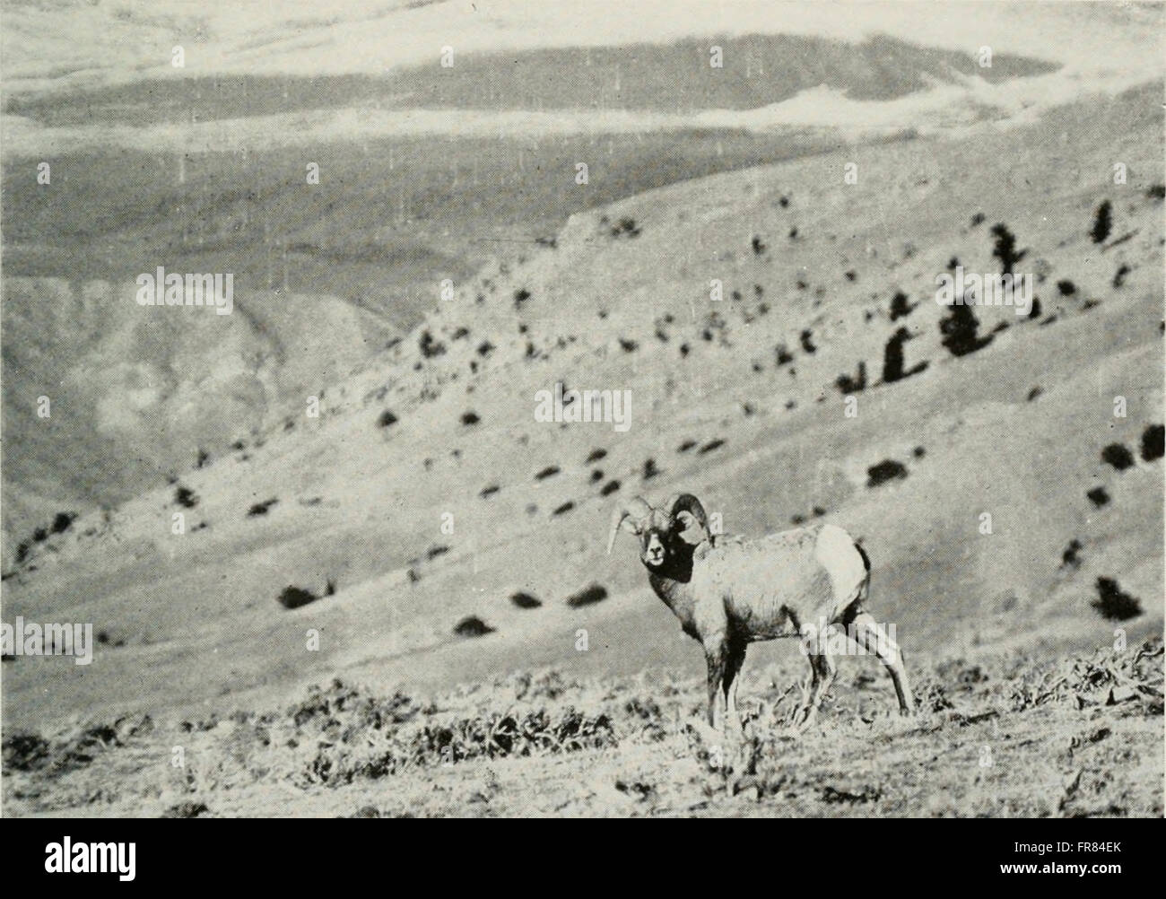 The American Museum Journal (c. 1900-1918) documents various fields of ...