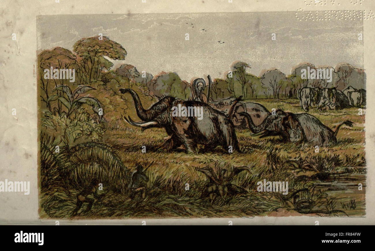 'Sporting Scenes Amongst the Kaffirs of South Africa' (Pl. 6) is an ...