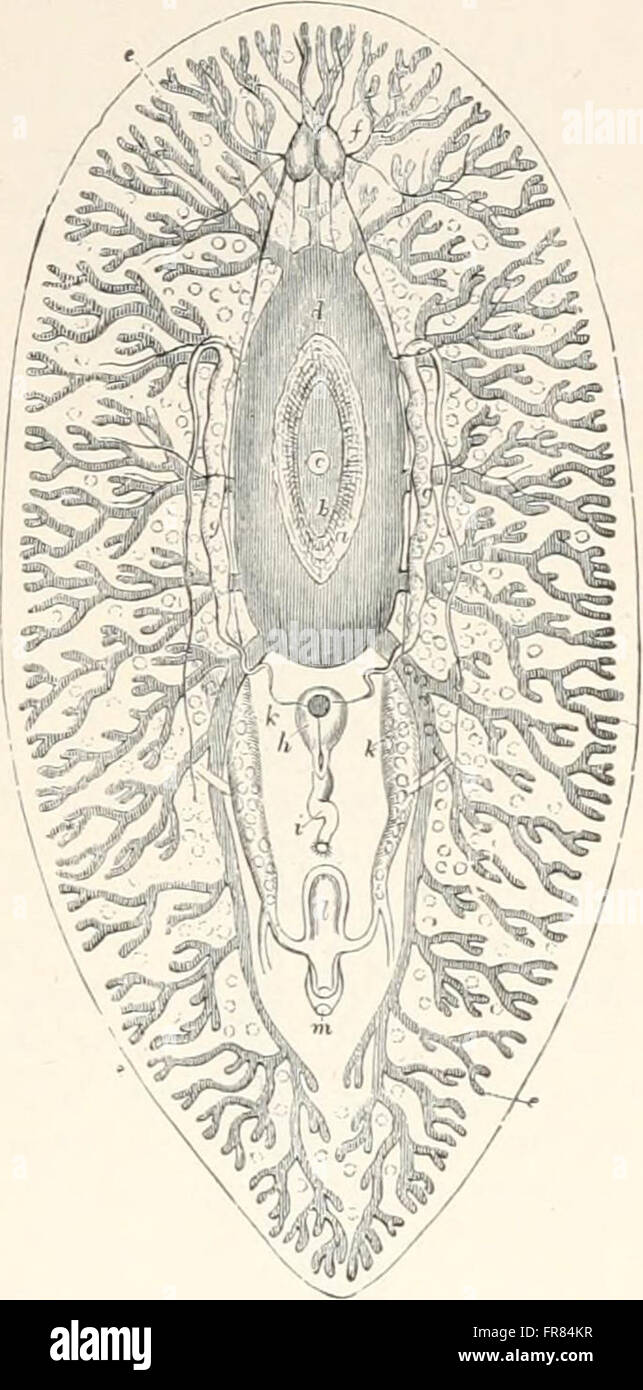 The 1901 text 'The Microscope and Its Revelations' provides an in-depth ...