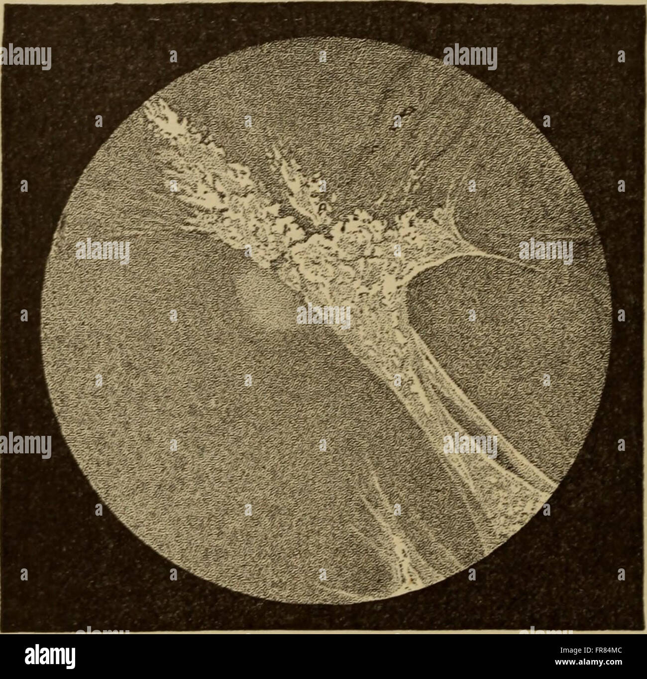 This 1919 textbook on ophthalmology provides a comprehensive guide to ...