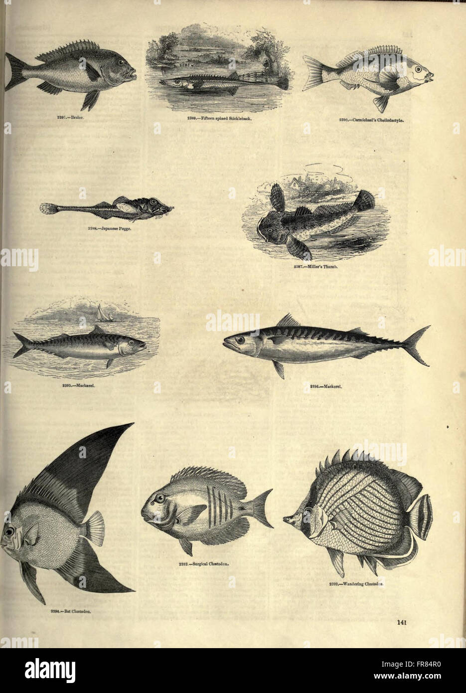 'The Pictorial Museum of Animated Nature' provides a visual guide to ...