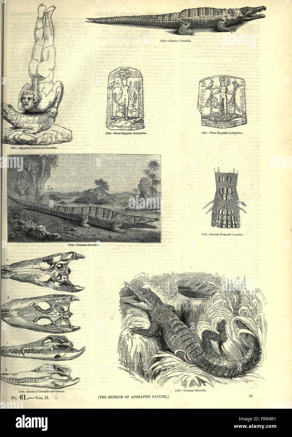 'The Pictorial Museum of Animated Nature' (Page 81) is a visual ...