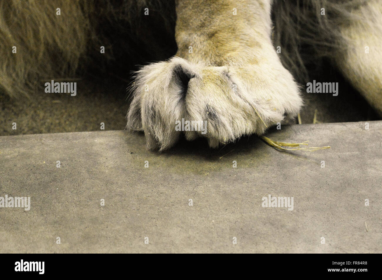 Lion paw hi-res stock photography and images - Alamy