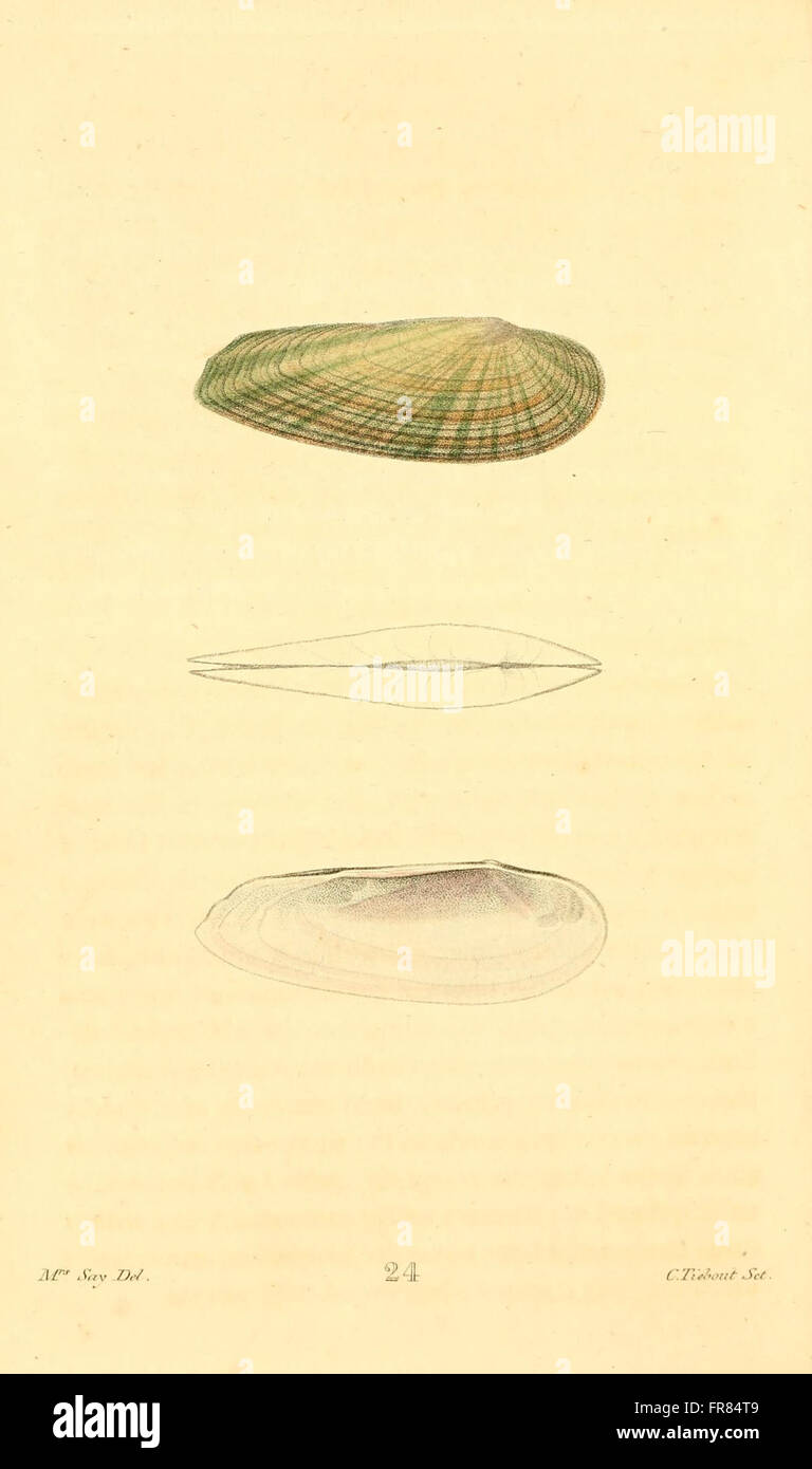 This plate from 'American Conchology' depicts various species of shells ...