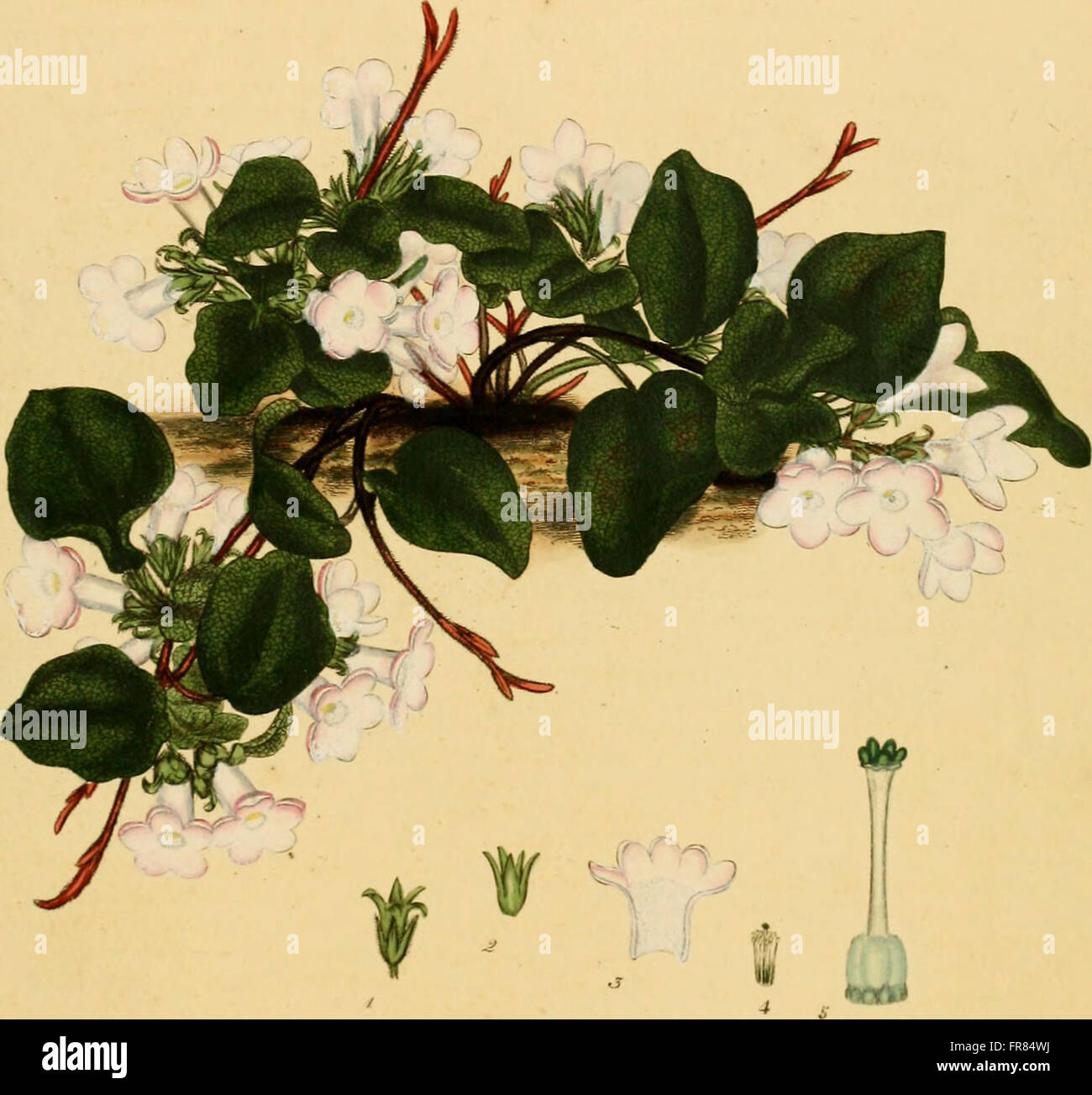 *The Botanist's Repository* focuses on newly discovered and rare plants ...