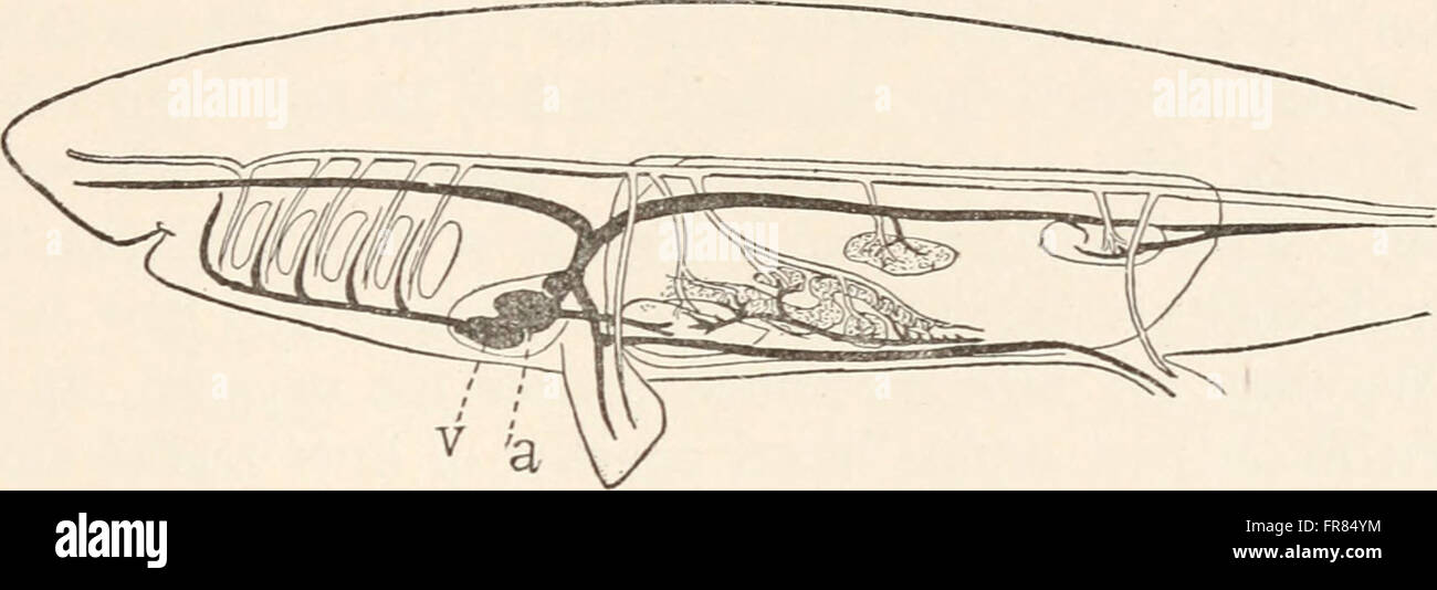 This 1911 textbook introduces students to basic zoology and human ...