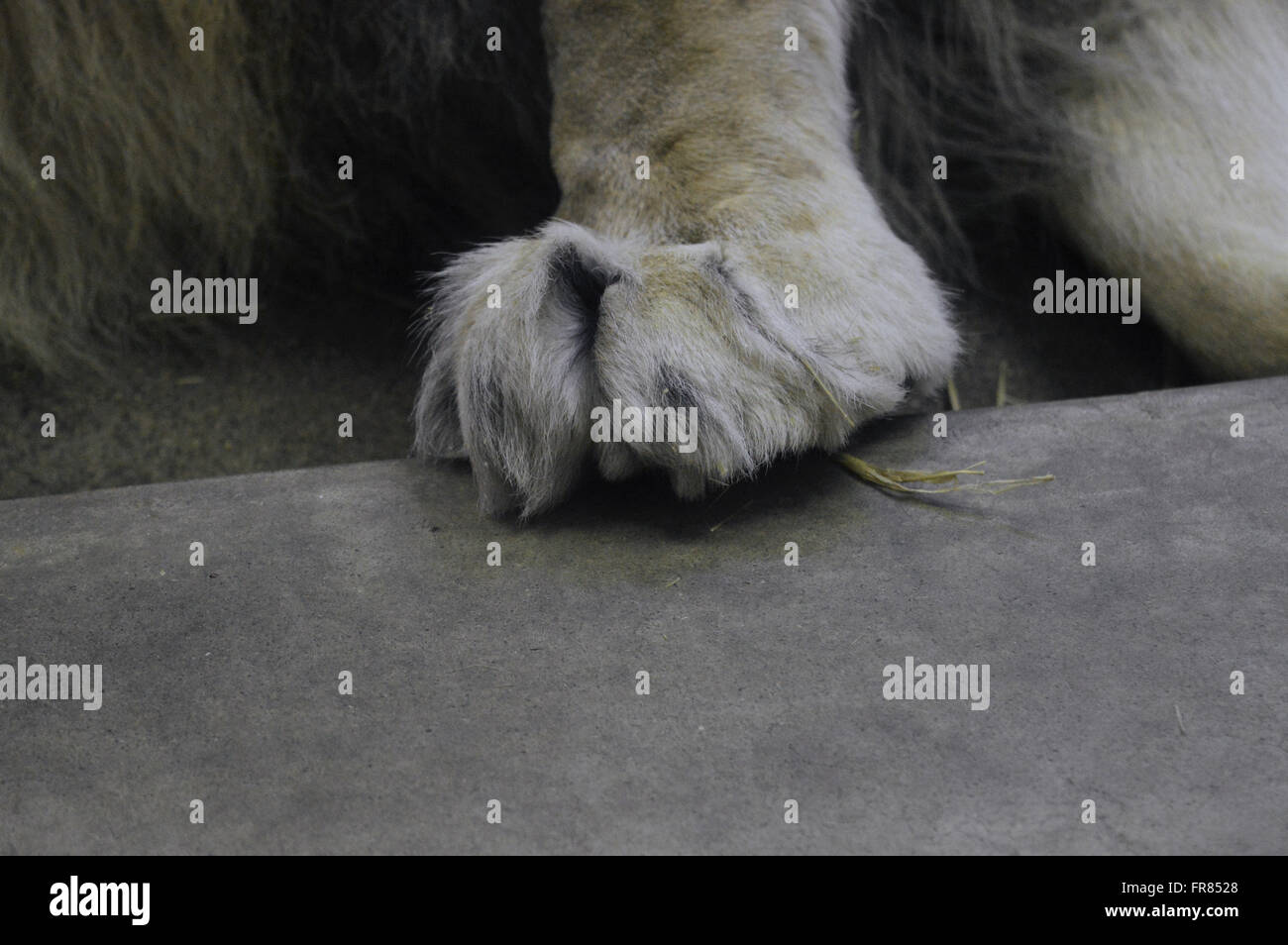 Lion paw hi-res stock photography and images - Alamy