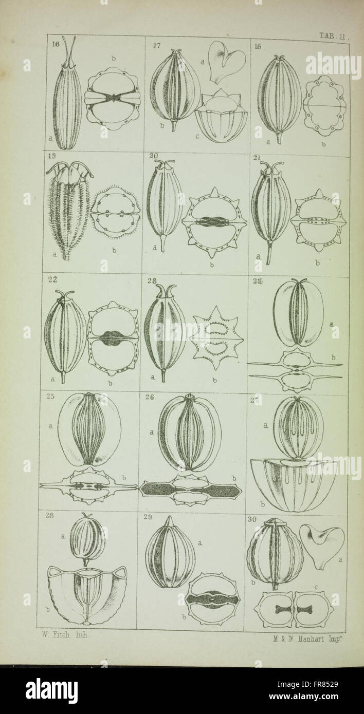 The British flora (Tab. II Stock Photo - Alamy