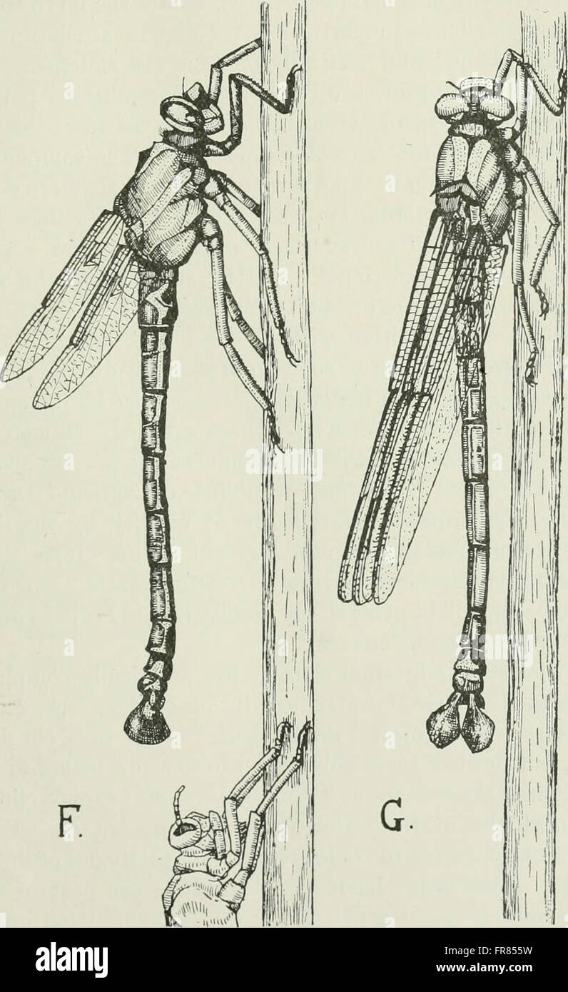 A 1917 study focusing on the biology of dragonflies (Odonata ...