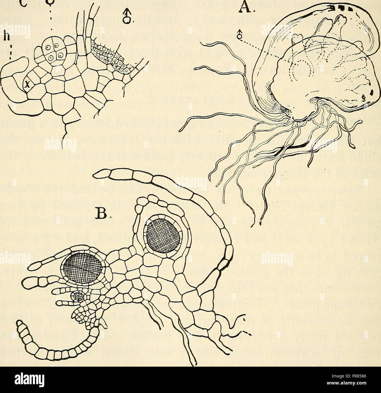 The structure and development of mosses and ferns (Archegoniatae) (1918 ...
