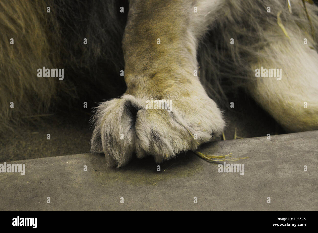 Close up foot lion hi-res stock photography and images - Alamy