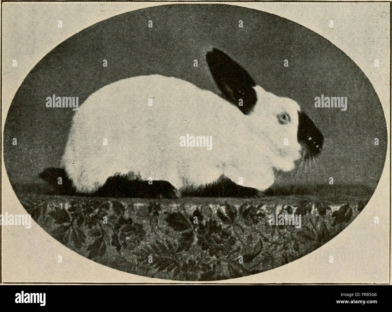 This 1915 guide outlines the standards for various pet stock breeds and ...