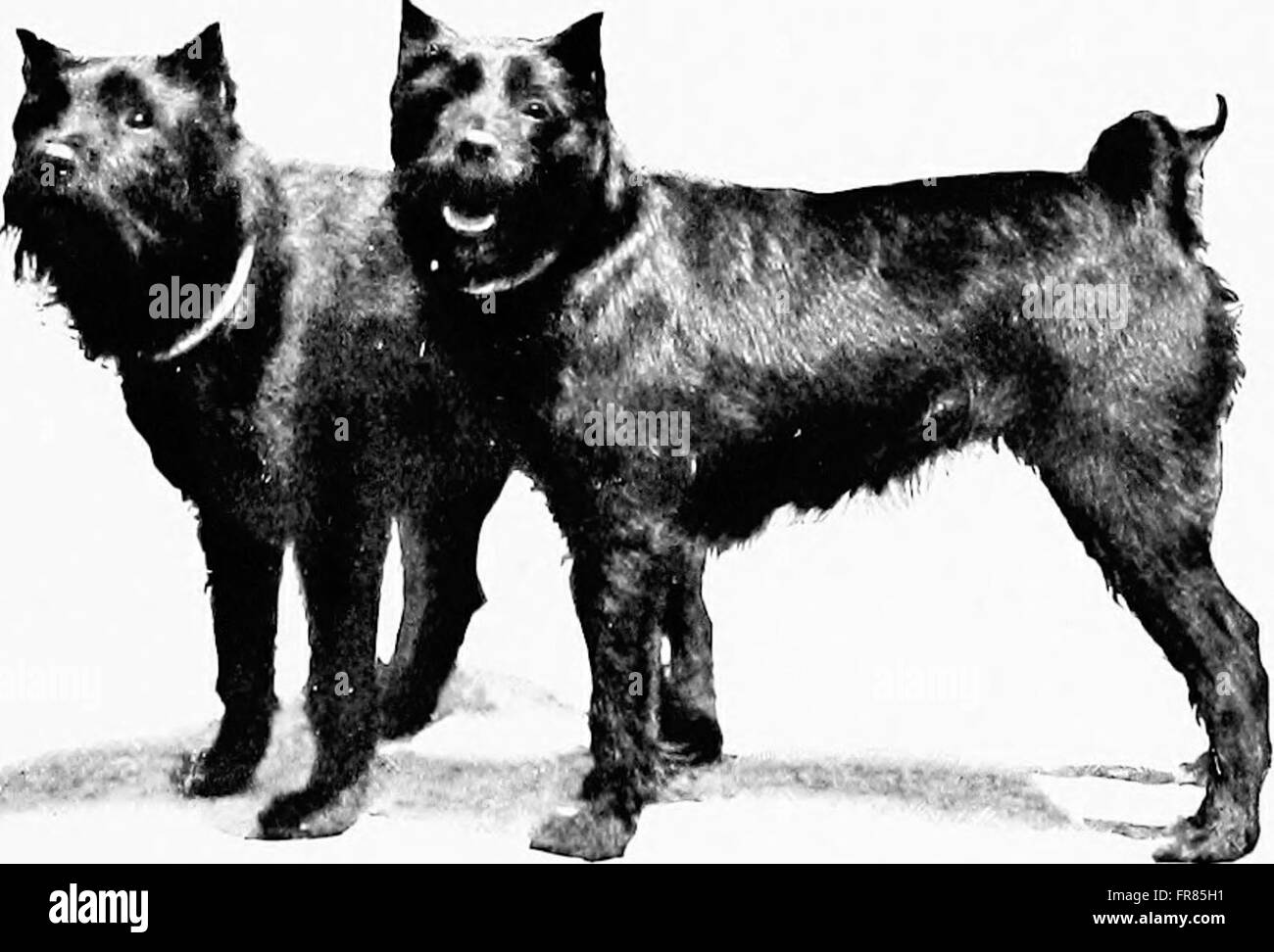 A 1907 book providing a thorough natural history of British dog breeds ...