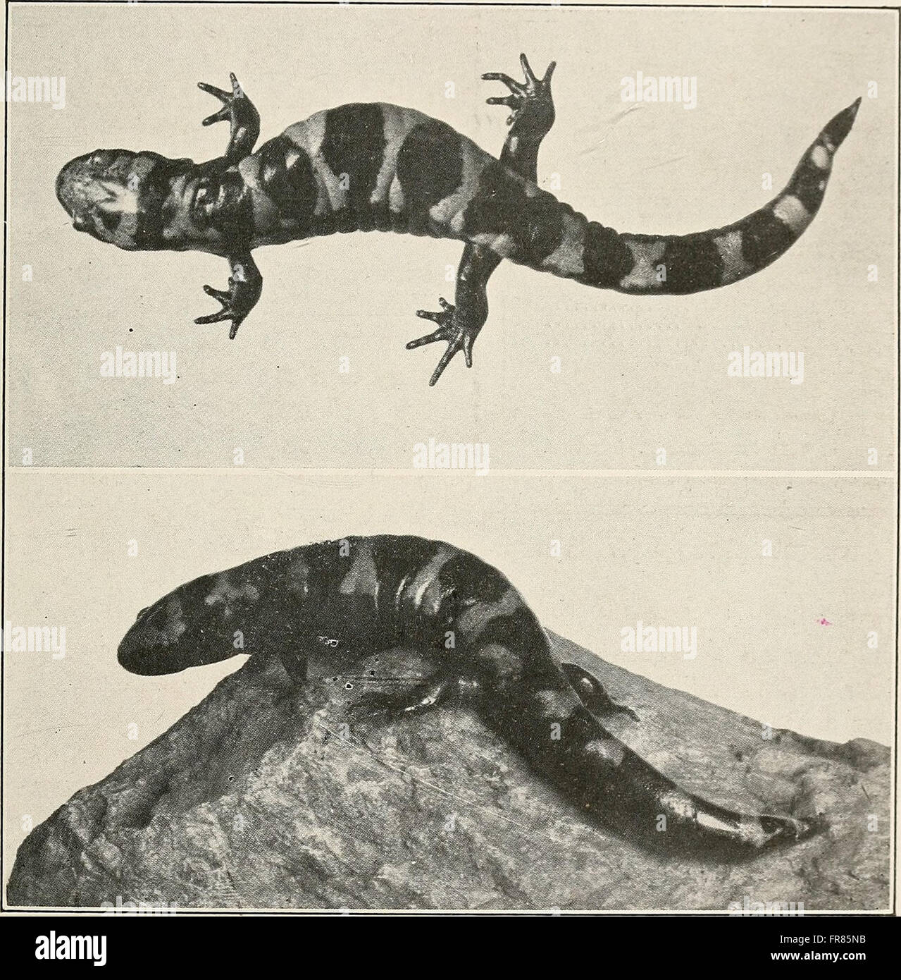 'Aquatic Life' (1920) explores the ecosystems of aquatic environments ...