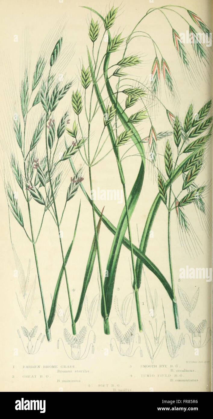 This plate illustrates various species of grasses and sedges native to ...