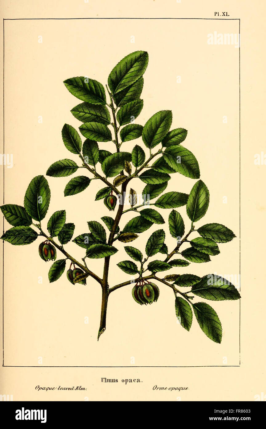An illustration from 'The North American Sylva', depicting native tree ...