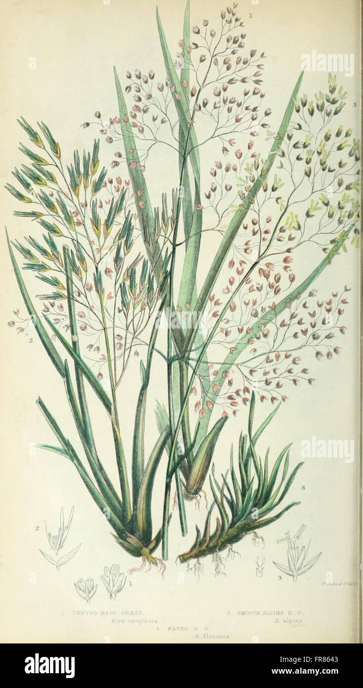 'The British Grasses and Sedges' (Pl. 18) provides detailed ...