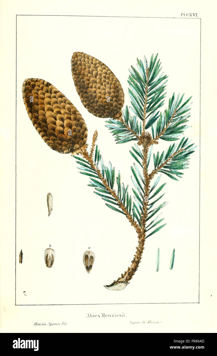 The North American sylva (Pl. CXVI Stock Photo - Alamy