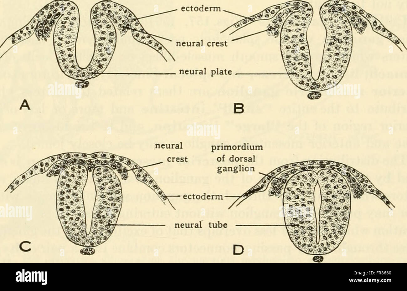 The Chordates (1950) is a comprehensive scientific work on the ...