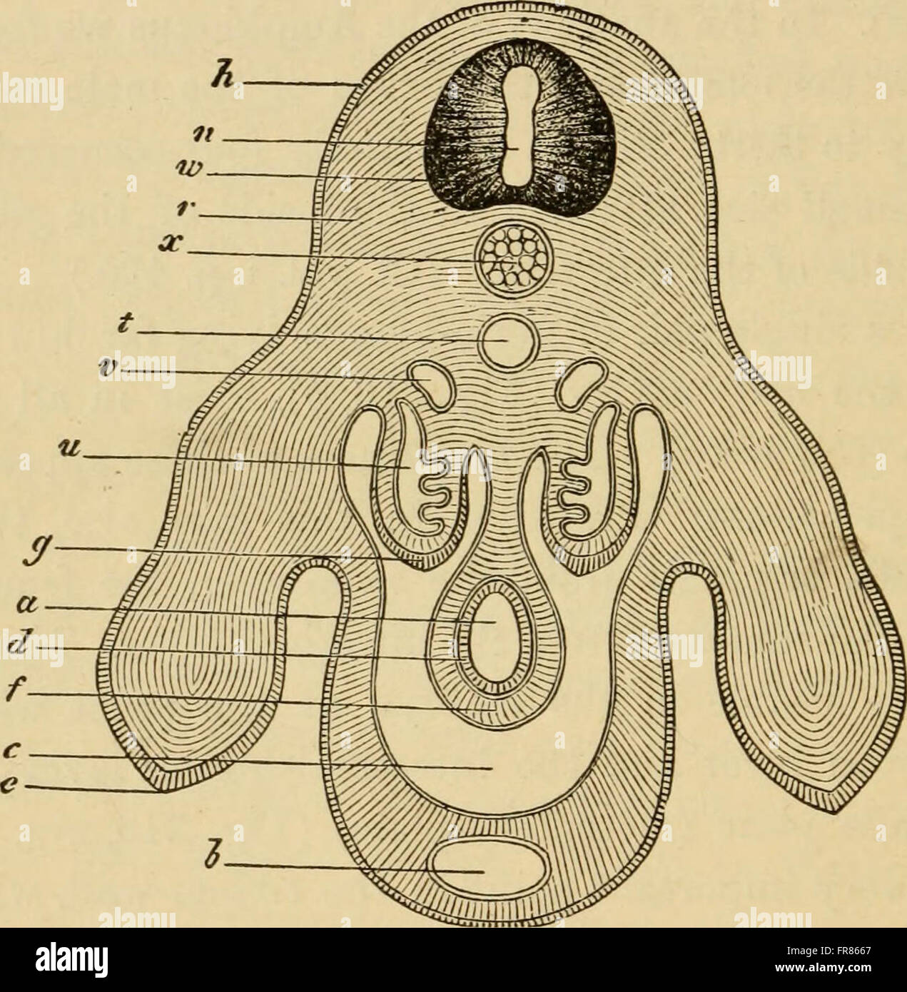 This work discusses human development, examining the key stages of ...