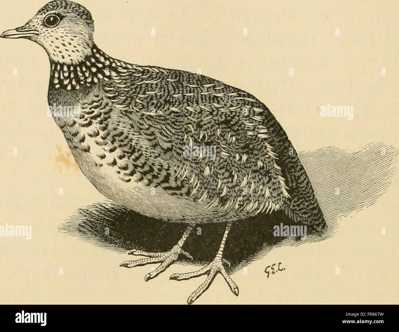 This comprehensive work on natural history, published in 1900, covers ...