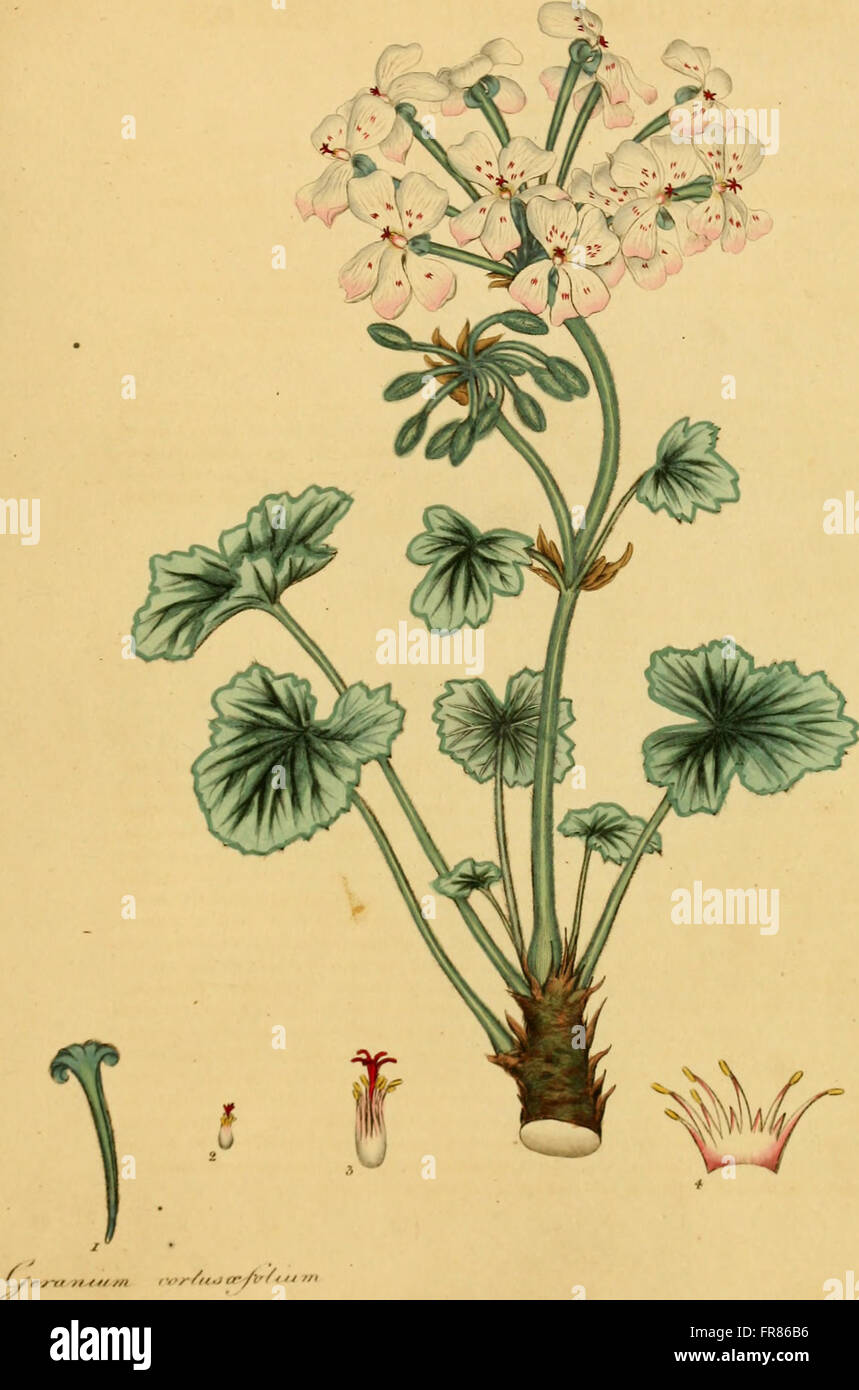 A botanical repository featuring new and rare plant species, with ...