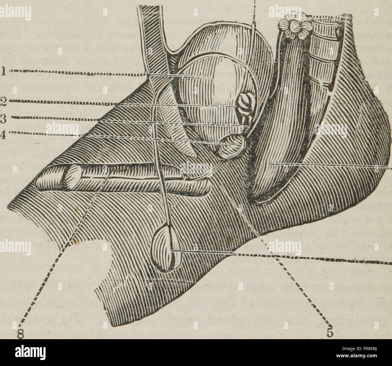 The dissector's guide, or, Student's companion - illustrated by ...